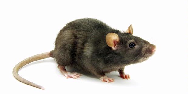 Tikus dalam bahasa bali adalah - UtakAtikOtak.com