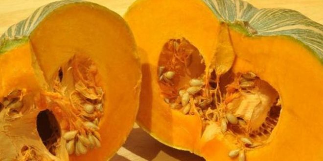 Serba-serbi Labu Kuning, Buah yang Melangsingkan - UtakAtikOtak.com