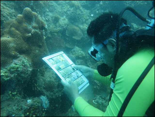 Coral Finder, Cara Mudah Mengidentifikasi Karang - UtakAtikOtak.com