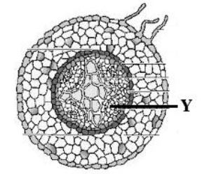 Perhatikan gambar penampang akar berikut! Bagian yang ditunjukka