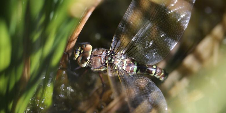 Pura-pura Mati, Strategi Jitu Capung Betina Hindari Pejantan ...