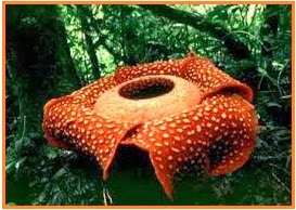 Tumbuhan Rafflesia arnoldi dikenal sebagai bunga yang mampu menge